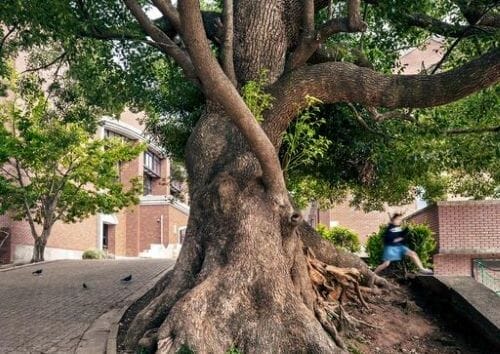 Truman Library Makes Plans to Host Hiroshima Trees