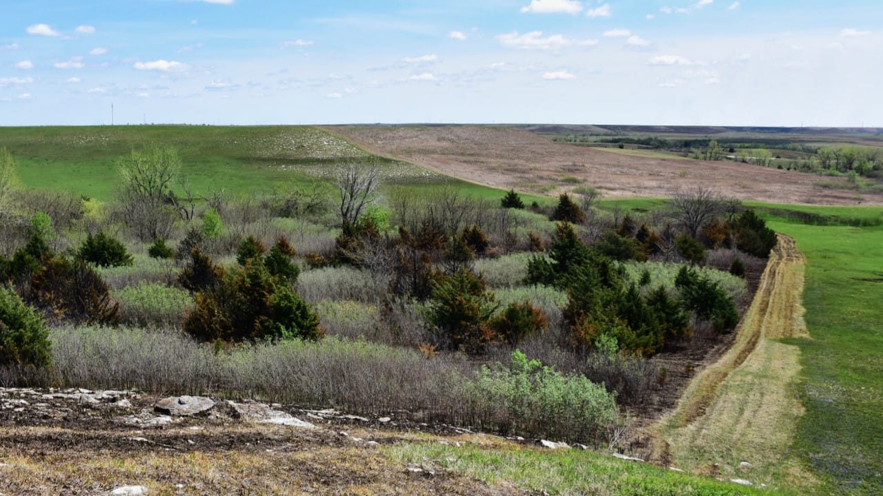 A ‘Green Glacier’ is Burying Prairies, Threatening Ranchers and Wildlife